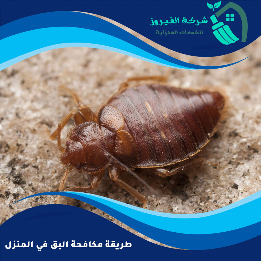 طريقة مكافحة البق في المنزل